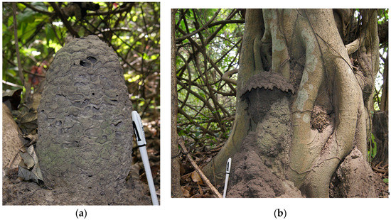 Termites (Blattodea Latreille 1810, Termitoidae Latreille 1802) of ...