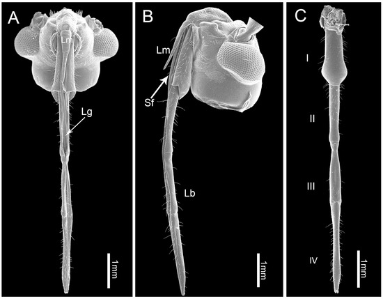 Fine Morphology of the Mouthparts in Cheilocapsus nigrescens (Hemiptera ...