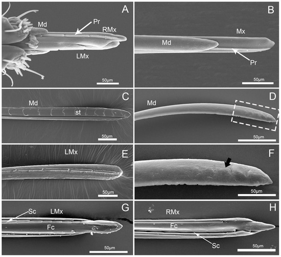 Fine Morphology of the Mouthparts in Cheilocapsus nigrescens (Hemiptera ...