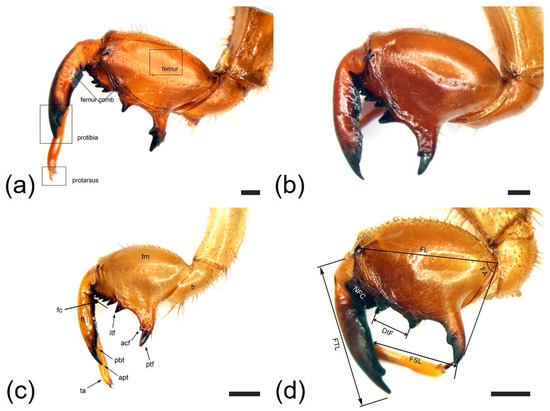 Insects | Free Full-Text | Comparative Morphological, Ultrastructural ...