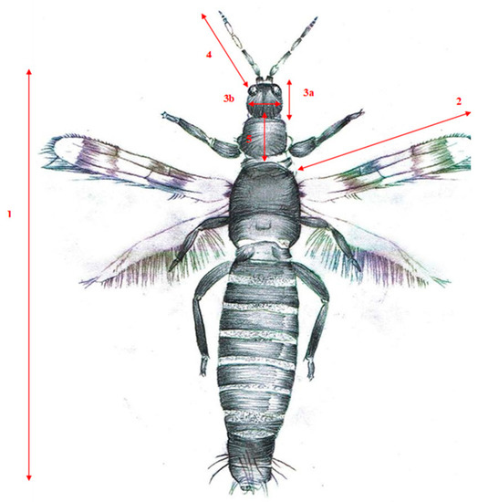 The Effects of Locality and Host Plant on the Body Size of Aeolothrips ...