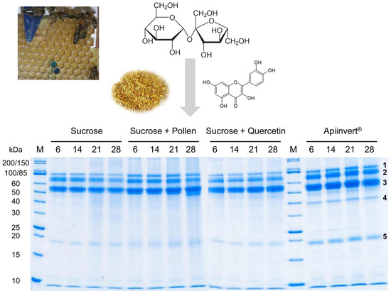 Insects | Special Issue : Mechanisms of Nutritional Resource ...