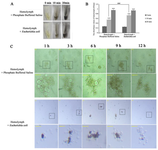 Hemocyte Changes During Immune Melanization in Bombyx Mori Infected ...