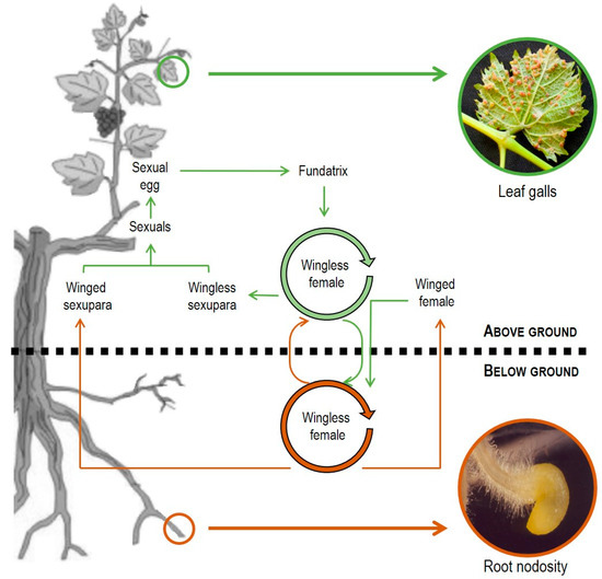Use of DNA Markers for Grape Phylloxera Population and Evolutionary ...