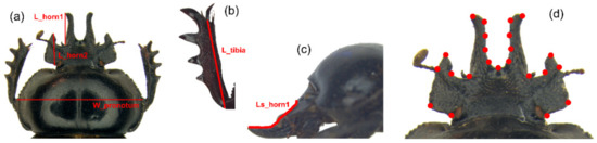 Insects | Free Full-Text | Male Horn Lack of Allometry May be Tied to ...