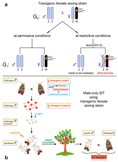 Advances and Challenges of Using the Sterile Insect Technique for the ...