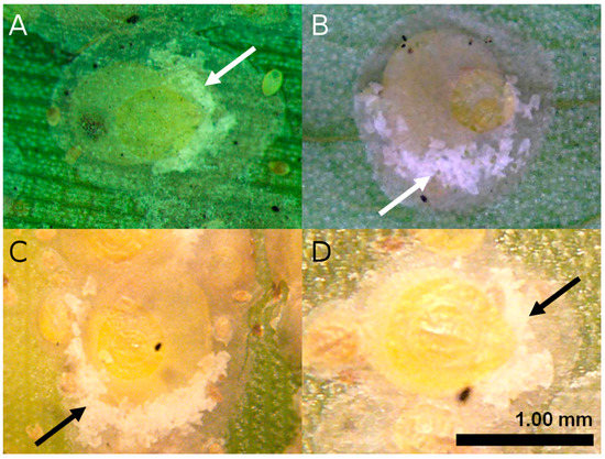 Unraveling the Genetic Structure of the Coconut Scale Insect Pest ...