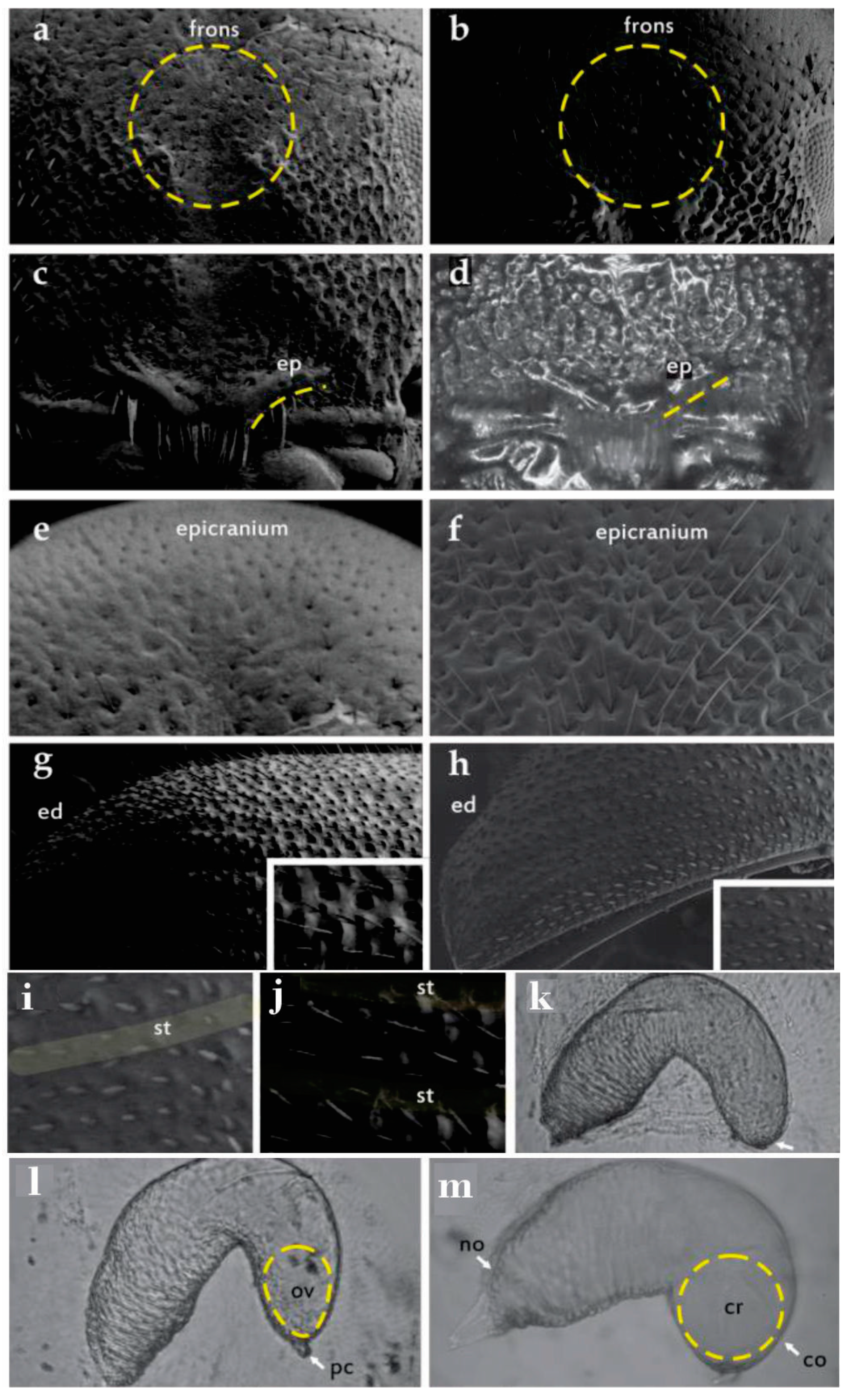 Insects | Free Full-Text | Cryptic Species Discrimination in Western ...