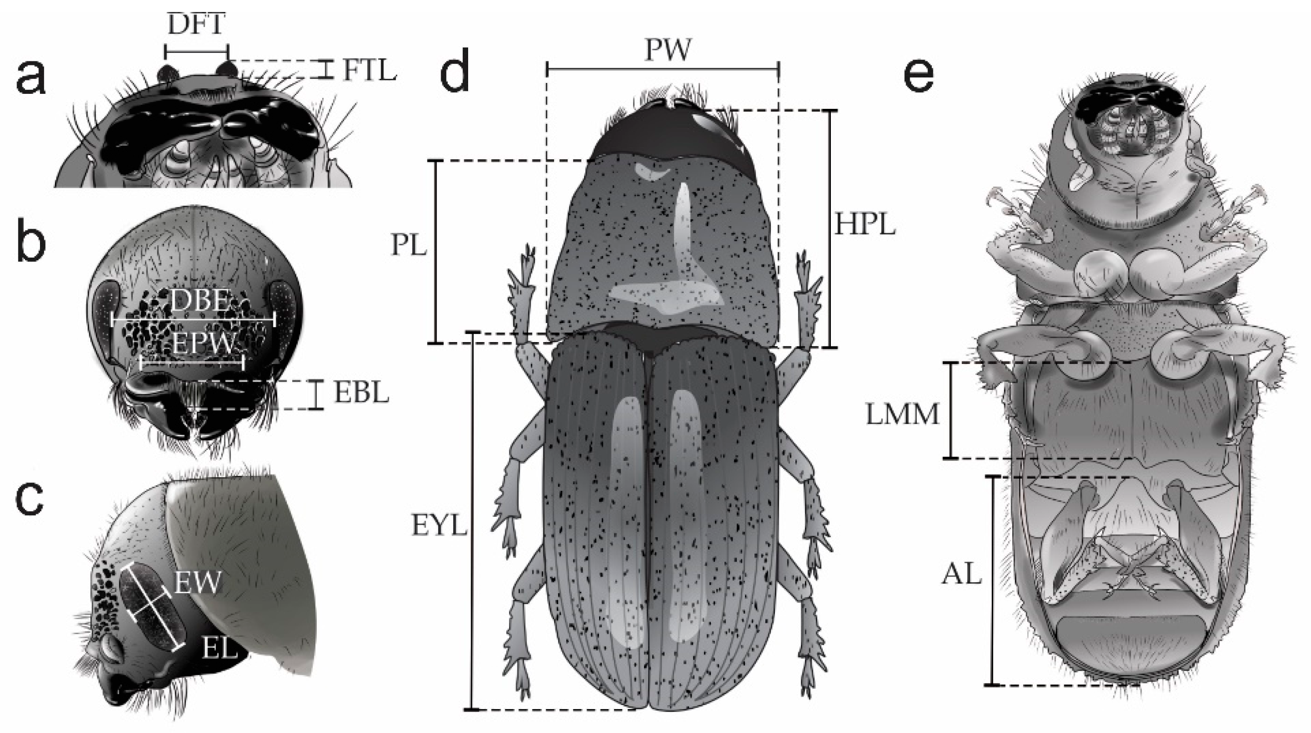 Insects | Free Full-Text | Cryptic Species Discrimination in Western ...