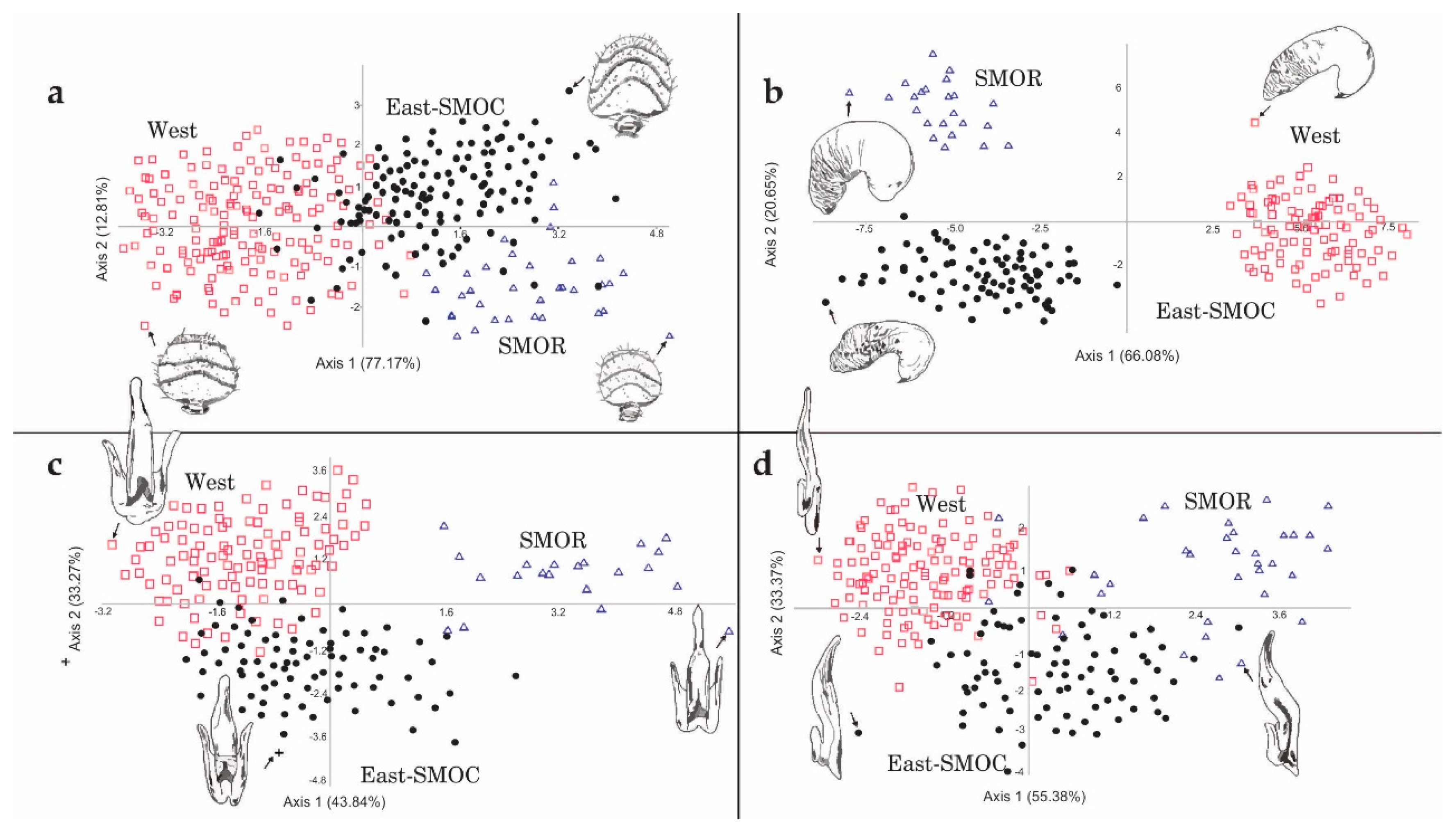 Insects | Free Full-Text | Cryptic Species Discrimination in Western ...
