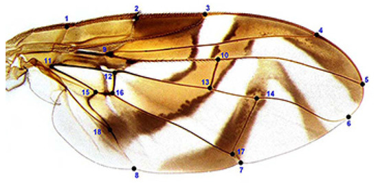 Insects | November 2019 - Browse Articles