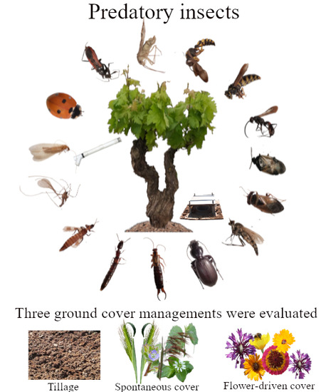 Insects | Free Full-Text | Effects of Ground Cover Management on Insect ...