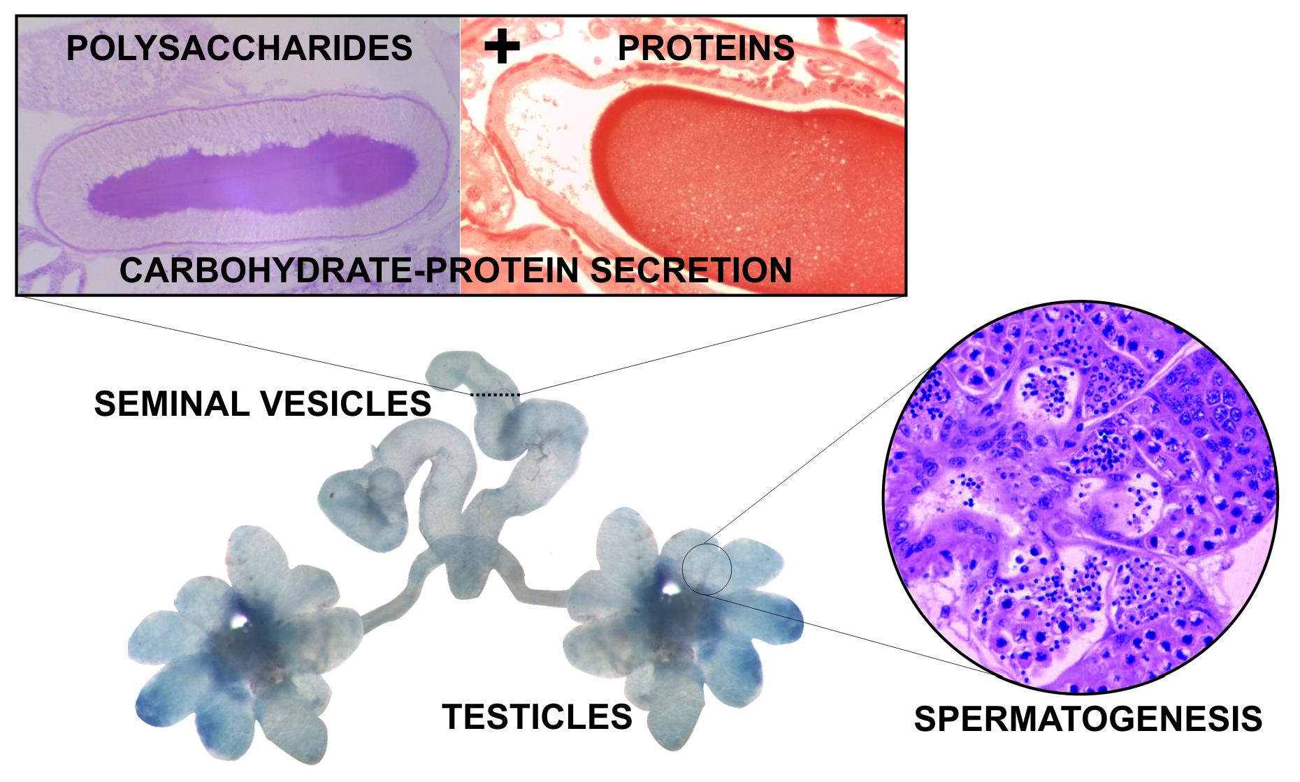 Insects | Free Full-Text | A Glycoproteinaceous Secretion in the ...