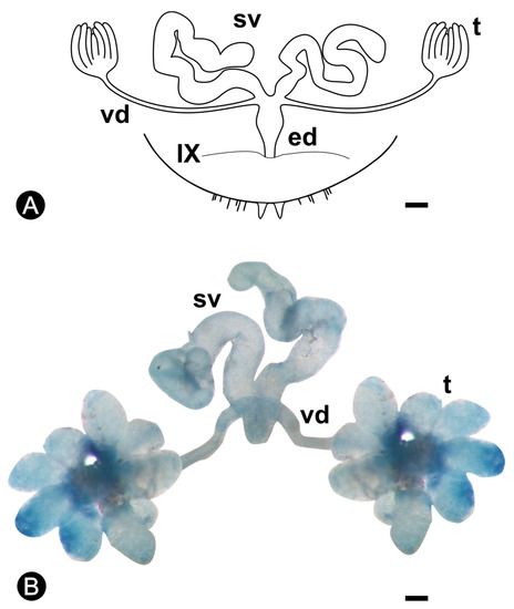 A Glycoproteinaceous Secretion in the Seminal Vesicles of the Termite ...