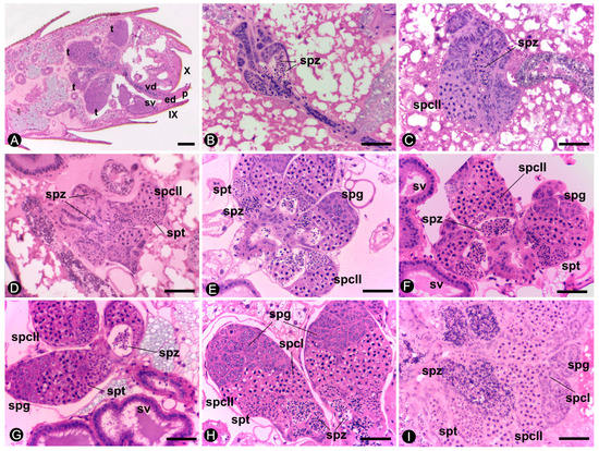 A Glycoproteinaceous Secretion in the Seminal Vesicles of the Termite ...