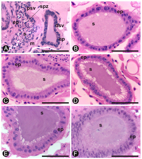 A Glycoproteinaceous Secretion in the Seminal Vesicles of the Termite ...