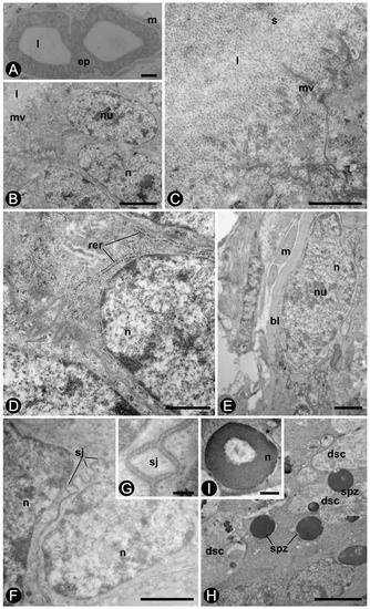 A Glycoproteinaceous Secretion in the Seminal Vesicles of the Termite ...