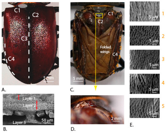 Stag Beetle Elytra: Localized Shape Retention and Puncture/Wear Resistance
