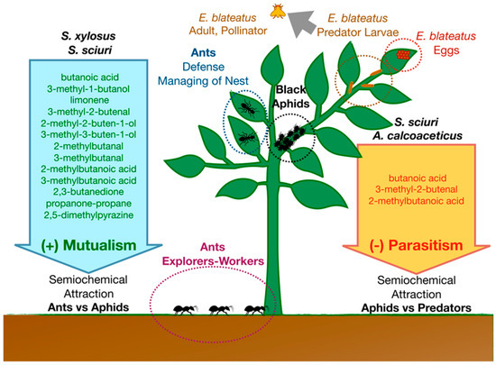 Insects | Special Issue : Semiochemicals and Insect Behavior