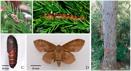 Characterization of Dendrolimus houi Lajonquiere (Lepidoptera ...