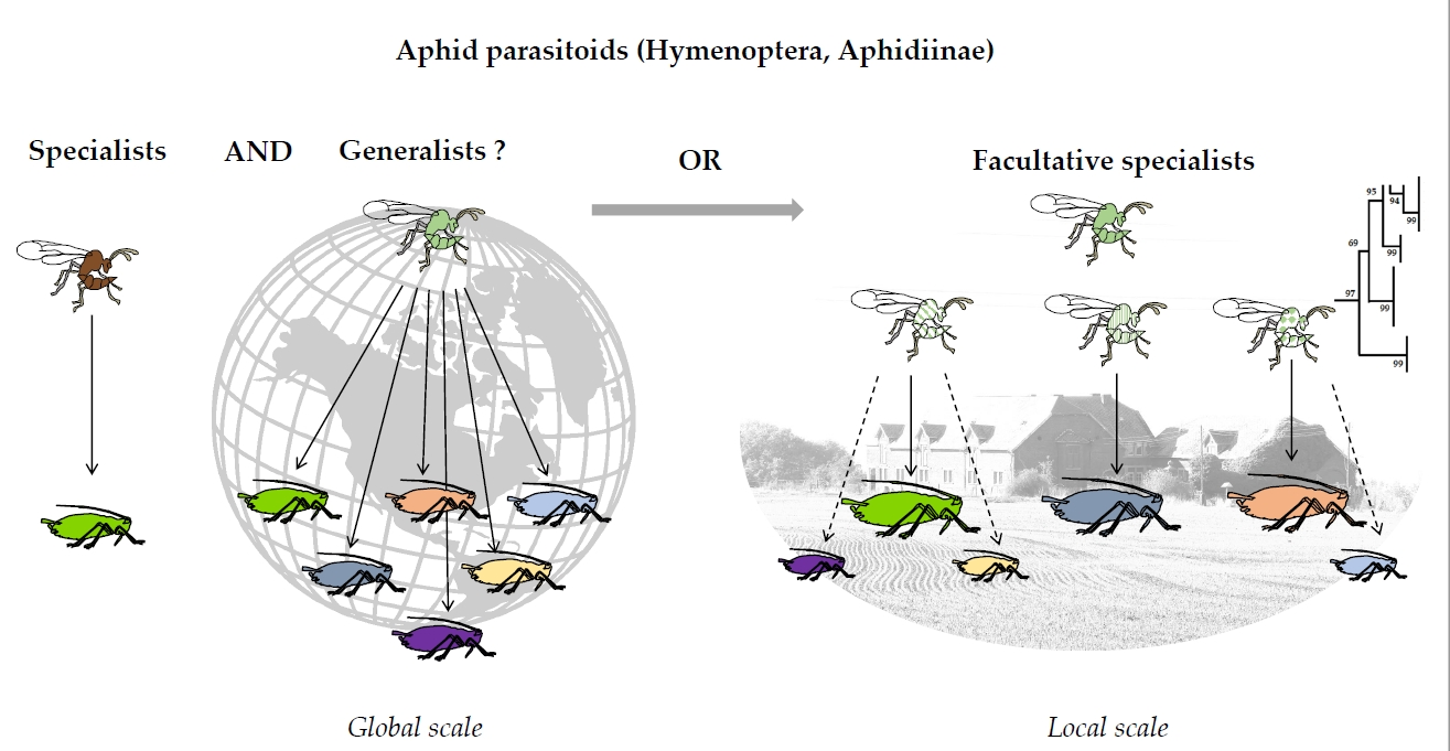 Insects | Free Full-Text | “Generalist” Aphid Parasitoids Behave as ...