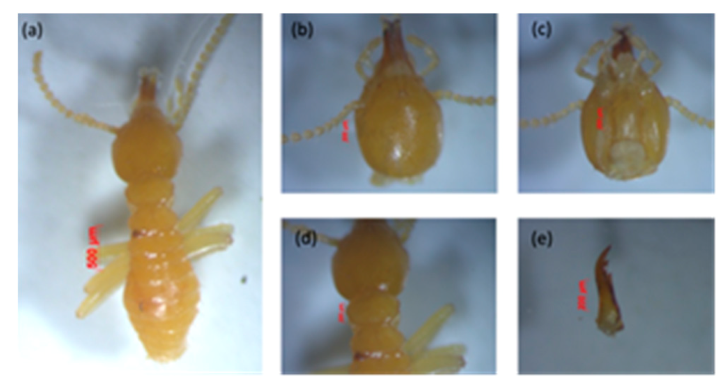 Hazard Mapping of Subterranean Termite Attacks in Makassar City, South ...