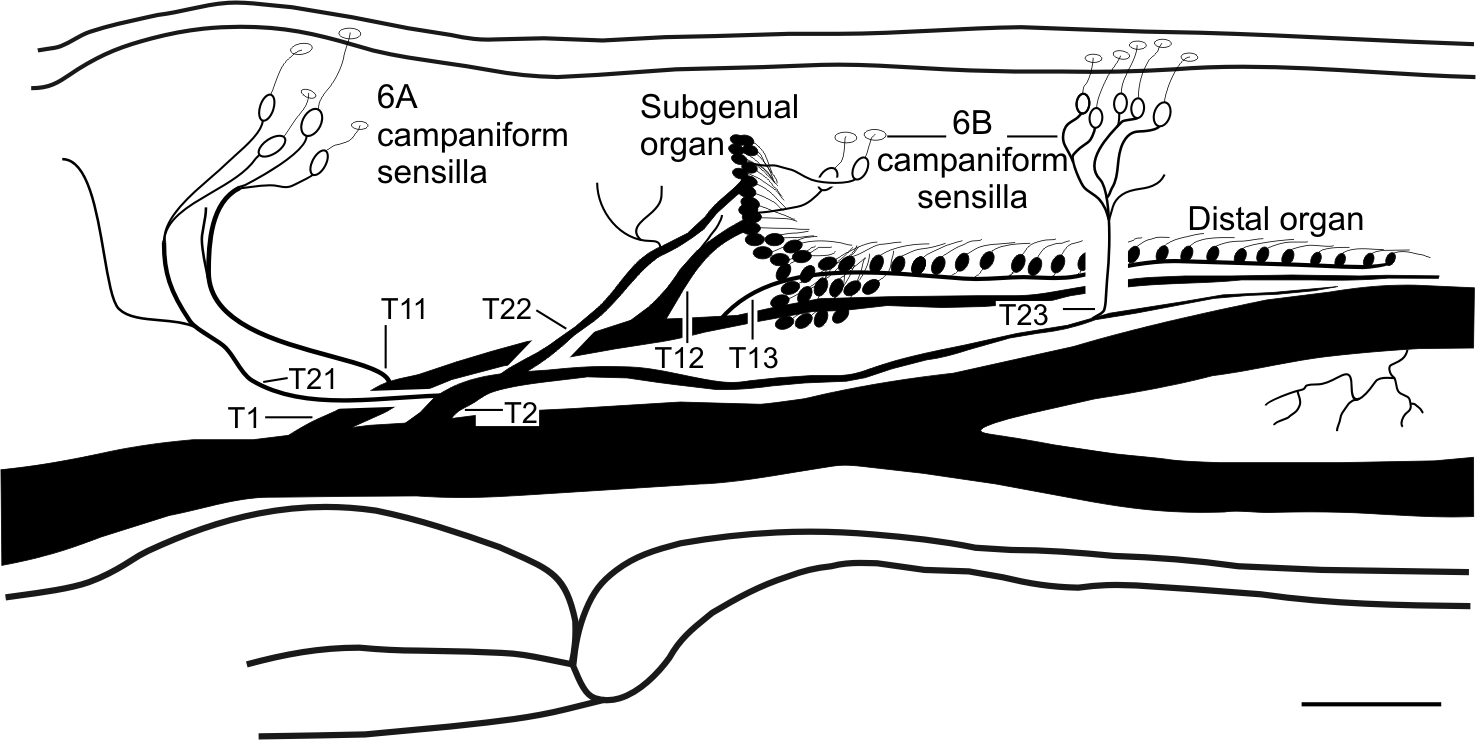Insects | Free Full-Text | Neuronal Innervation of the Subgenual Organ ...