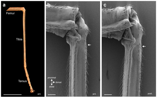 Neuronal Innervation of the Subgenual Organ Complex and the Tibial ...