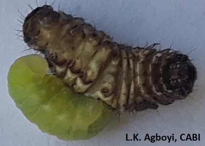 Insects | Free Full-Text | Parasitoid Complex of Fall Armyworm ...
