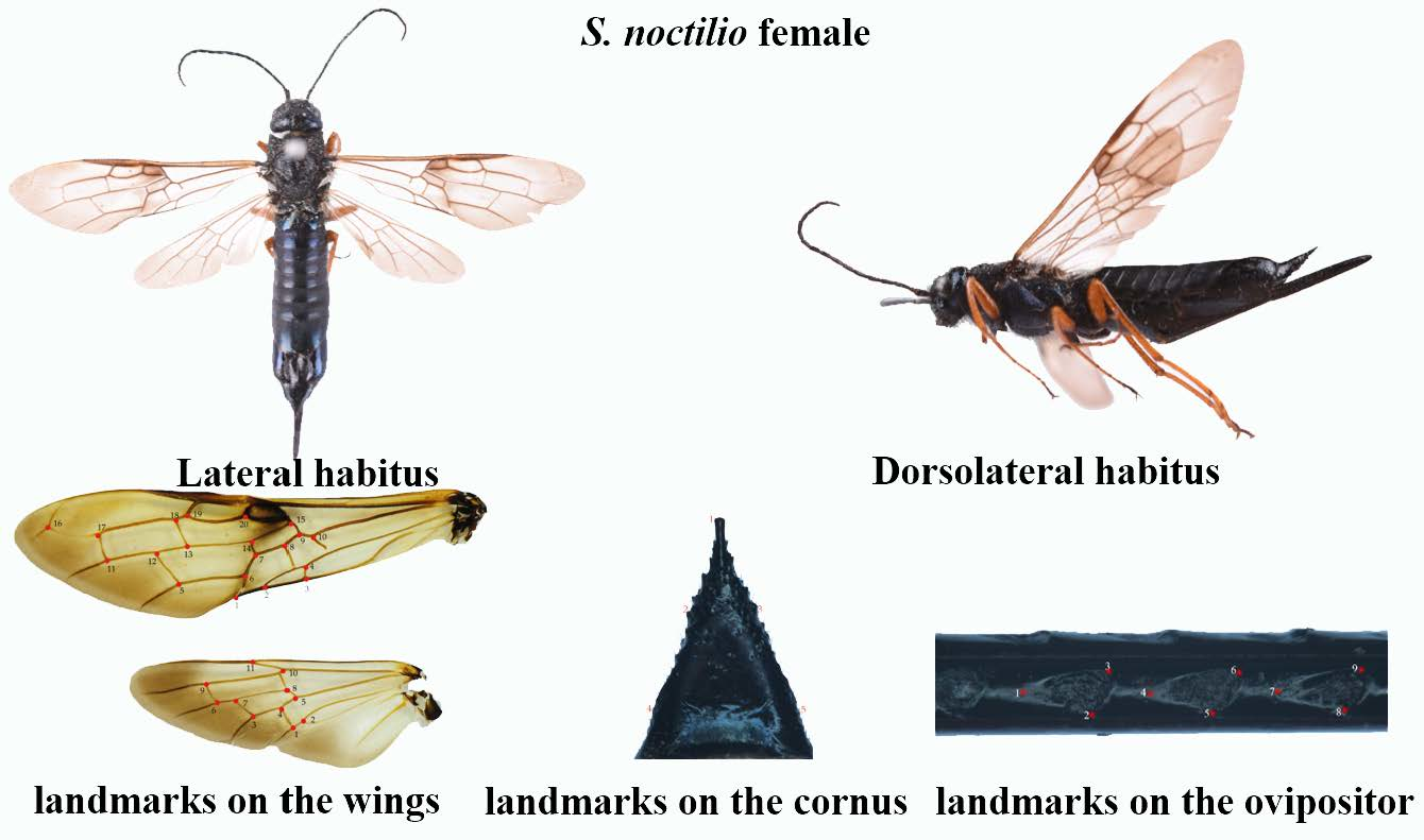 Insects | Free Full-Text | Comparison of Wing, Ovipositor, and Cornus ...