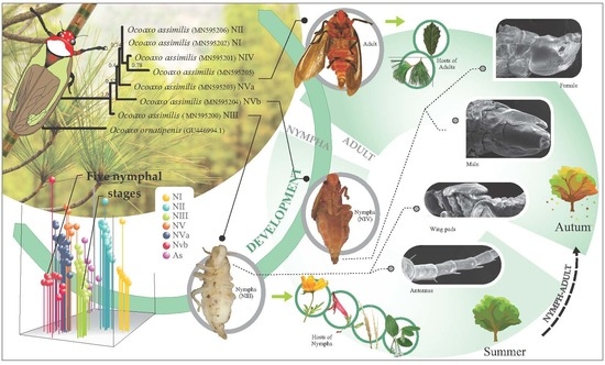 Spittlebug Life Cycle Spittlebug Moulting By Science Photo Library
