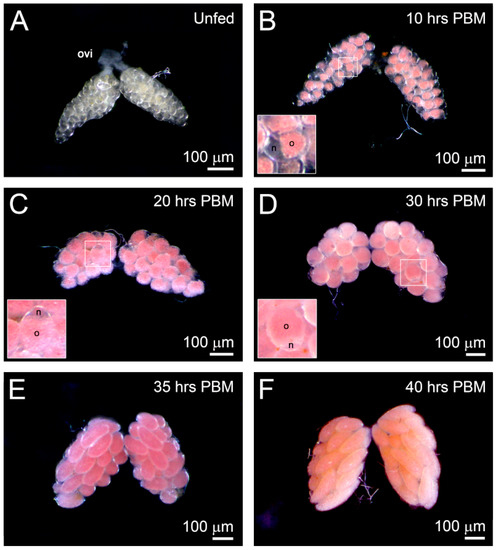 Oogenesis of Hematophagous Midge Forcipomyia taiwana (Diptera ...