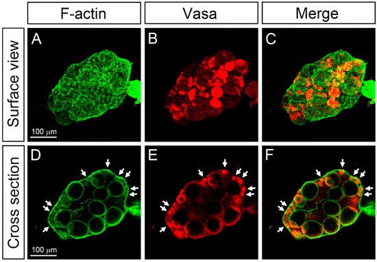 Oogenesis of Hematophagous Midge Forcipomyia taiwana (Diptera ...