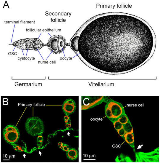 Oogenesis of Hematophagous Midge Forcipomyia taiwana (Diptera ...