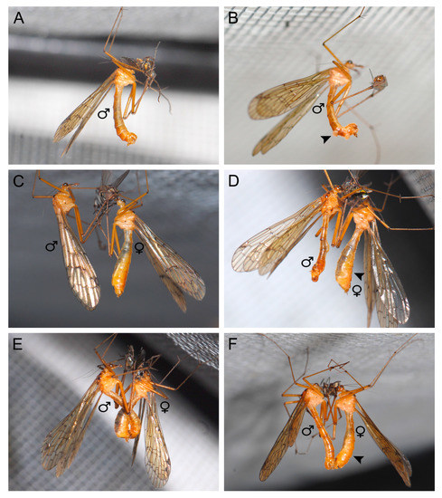 How Does the Male Penisfilum Enter the Female Copulatory Pore in ...