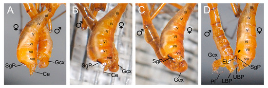 How Does the Male Penisfilum Enter the Female Copulatory Pore in ...