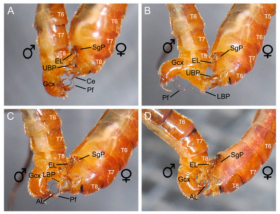 How Does the Male Penisfilum Enter the Female Copulatory Pore in ...