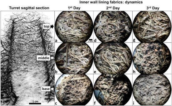 Insects | Free Full-Text | Nest Turrets of Acromyrmex Grass-Cutting ...