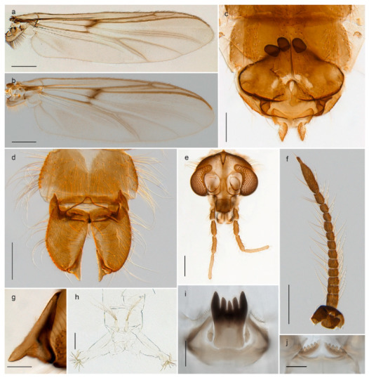 Insects | Special Issue : Polar Entomology
