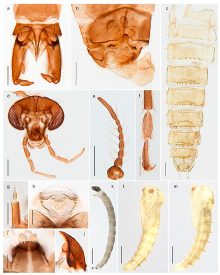 Insects | Special Issue : Polar Entomology