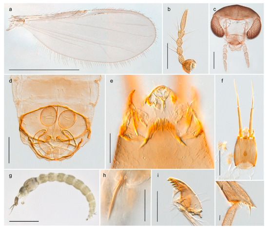 The Chironomidae (Diptera) of Svalbard and Jan Mayen