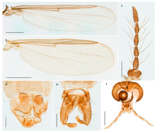 Insects | Special Issue : Polar Entomology