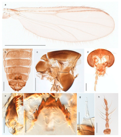 Insects | An Open Access Journal from MDPI