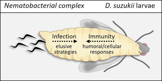 Insects | Free Full-Text | Immune Response of Drosophila suzukii Larvae ...