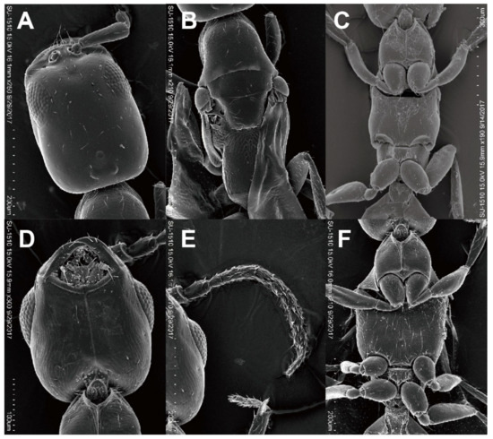 Ultramorphological Characteristics of Falsogastrallus sauteri Pic ...