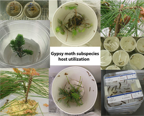 Insects | Special Issue : Ecology and Management of Invasive Insects in ...