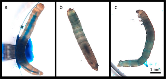 Comparative Mortality and Adaptation of a Smurf Assay in Two Species of ...