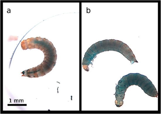 Comparative Mortality and Adaptation of a Smurf Assay in Two Species of ...