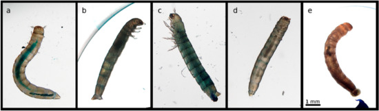 Comparative Mortality and Adaptation of a Smurf Assay in Two Species of ...