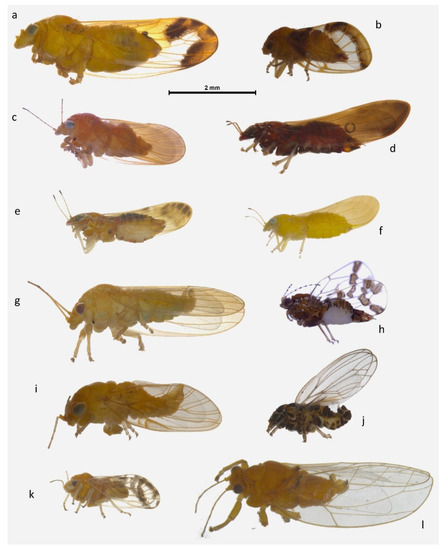 Insects | Free Full-Text | Illuminating Insights into the Biodiversity ...